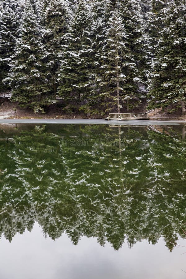 Winter stock image. Image of plant, outdoor, evergreen - 32553021