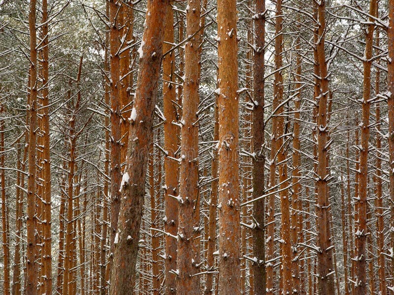 Winter pines. stock photo. Image of pure, branches, wood - 423472