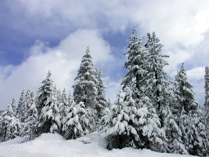 Pine tree stock photo. Image of alone, isolation, snowwhite - 4100494