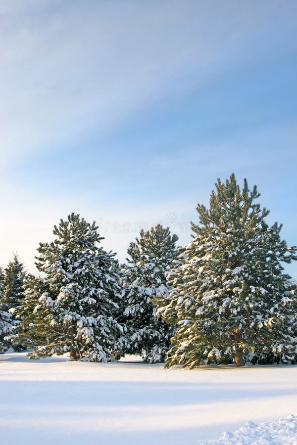Winter Pines stock image. Image of skies, white, blue - 6344243