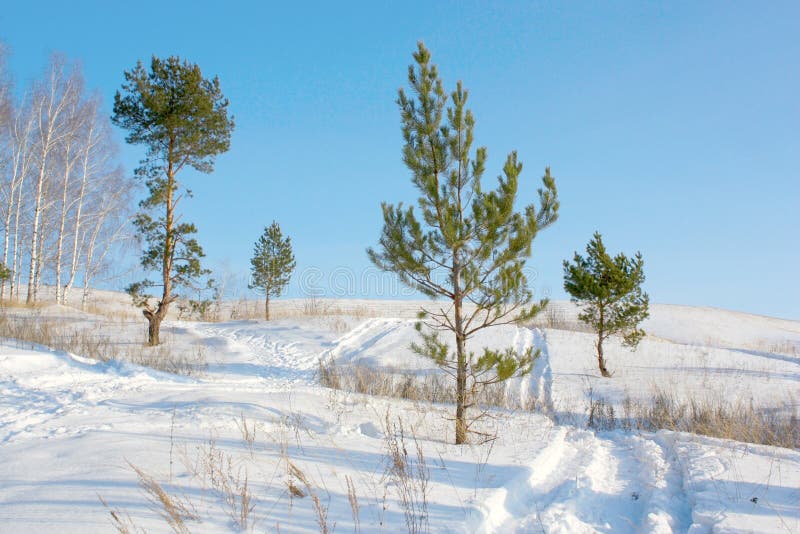 Winter pines stock image. Image of outdoors, white, track - 39177815