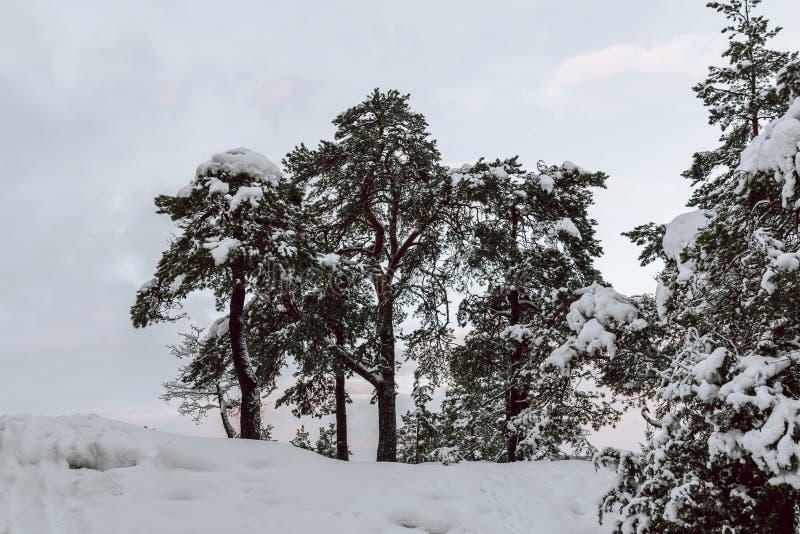 Winter. Pines Under Snow. Amazing Winter Landscape Stock Photo - Image of mysterious, view ...