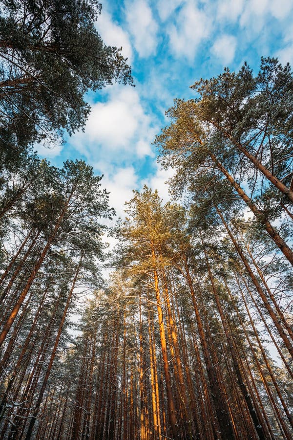 Winter pinewood stock photo. Image of white, pinetum - 30545186
