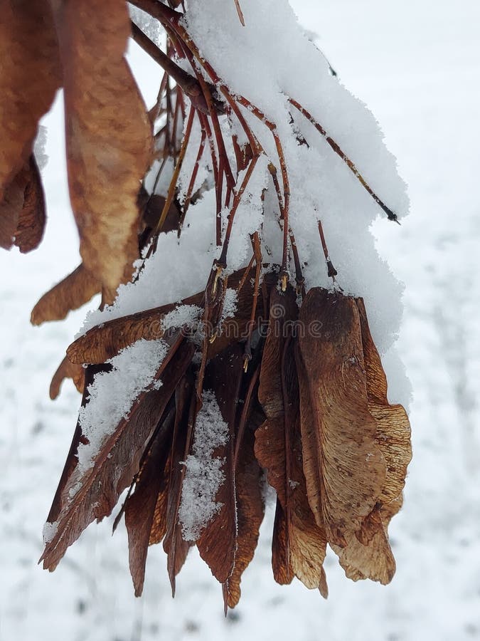 Winter plant stock photo. Image of frost, flower, tree - 267147834