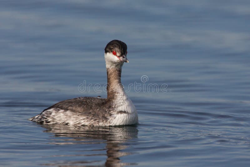 Winter Plumage Horned Grebe Podiceps Auritus Stock Image - Image of ...