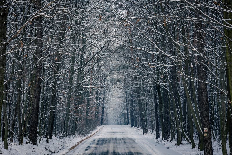 Winter in Poland stock photo. Image of trees, polish - 253912588
