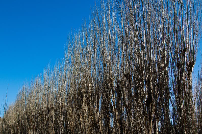 Winter Poplar Trees stock photo. Image of nature, empty - 33536736