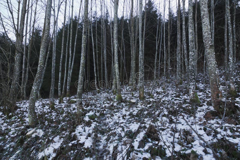 Winter poplars stock image. Image of cold, white, dark - 210086773