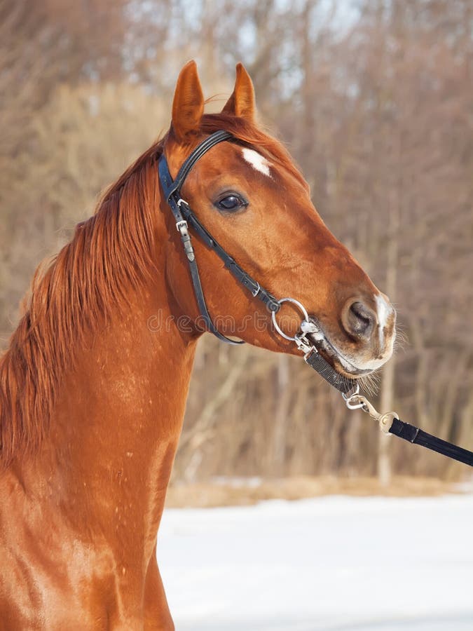 Winter Portrait of Beautiful Young Red Horse Stock Image - Image of ...
