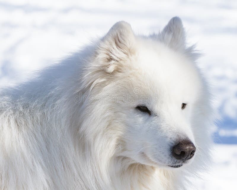 Winter Portrait of a White Dog of the Samoyed Stock Image - Image of ...