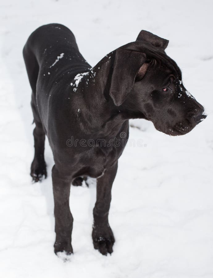 Winter pose stock photo. Image of grey, head, hair, body - 42680378