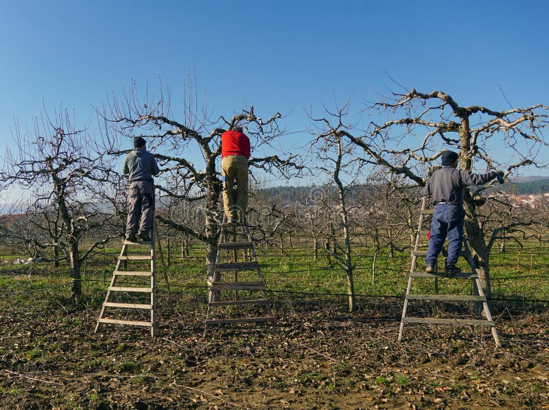 Winter Pruning of Apple Tree Agriculture Concept,team of Three Pruners ...