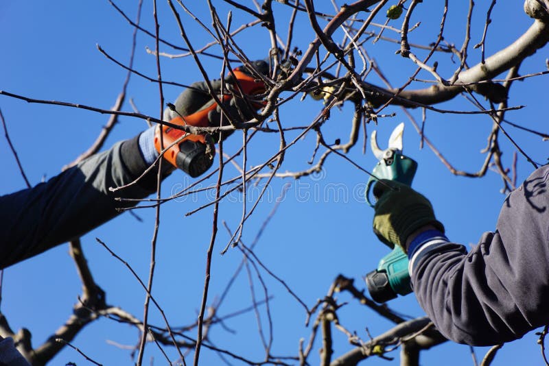 Winter Pruning of Apple Tree Agriculture Concept .two Pruners with ...