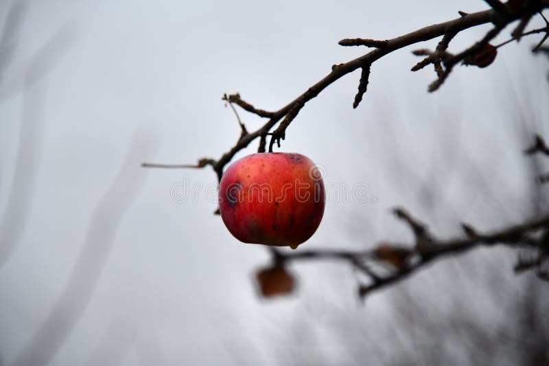 Winter Pruning of Apple Tree Agriculture Concept .two Pruners with ...