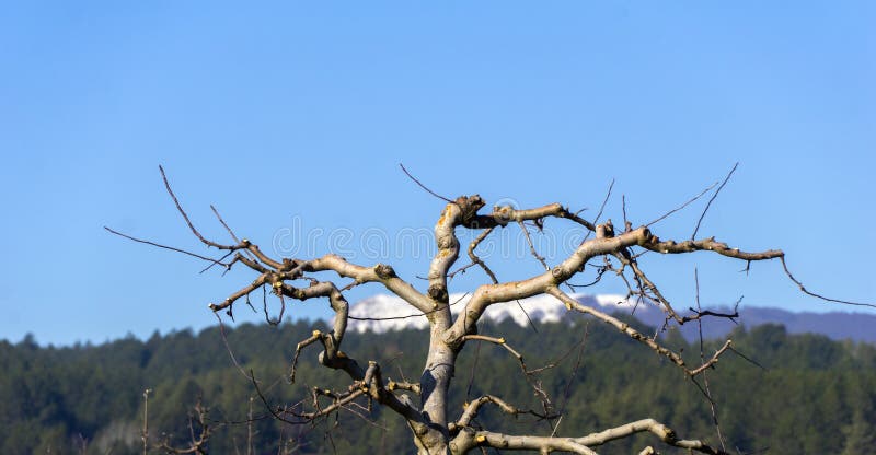Winter Pruning of Apple Tree Stock Image - Image of outdoor ...