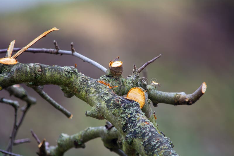 Winter Pruning of Apple Trees Stock Photo - Image of beak, wildlife ...