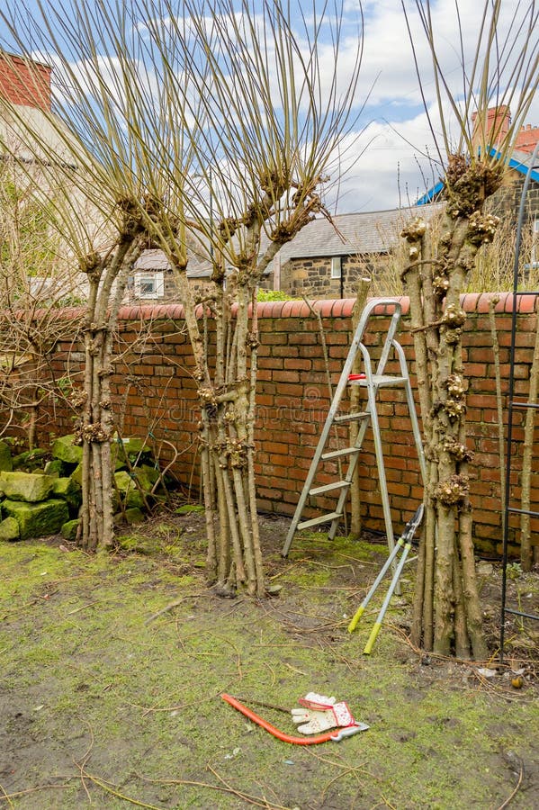 Winter Pruning of Living Willow Structure. Stock Photo - Image of ...