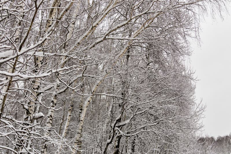 Winter stock image. Image of nature, forest, deep, rural - 35877083