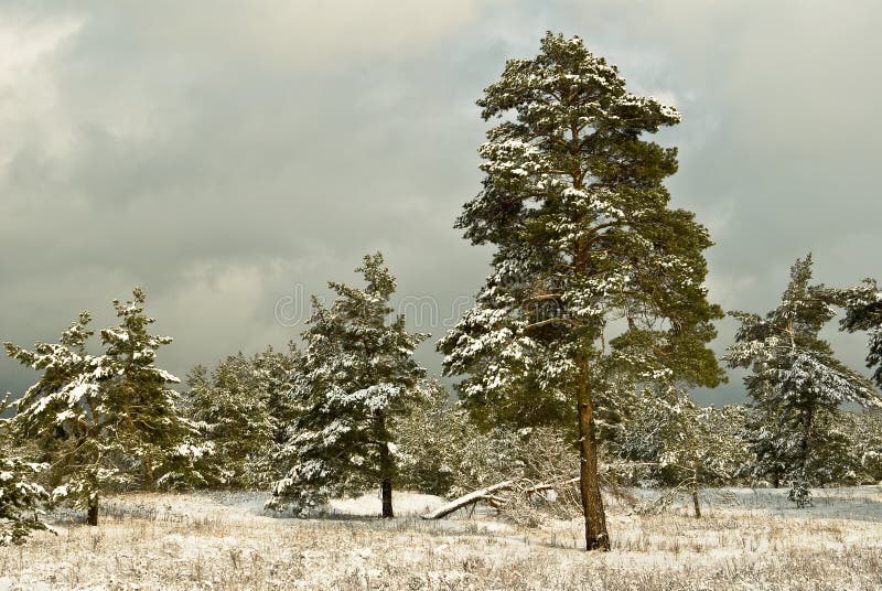 Winter quiet stock photo. Image of cloudscape, panoramic - 11161590
