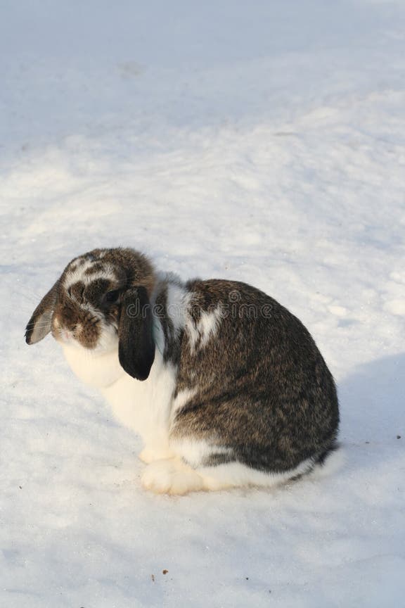 Winter Rabbit stock photo. Image of snow, wild, bunny, rabbit - 459286
