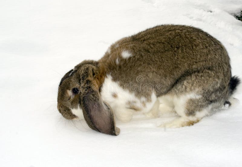Winter Rabbit stock photo. Image of snow, wild, bunny, rabbit - 459286