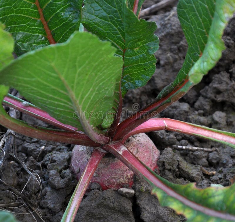 Winter Radish Grows in the Soil Stock Photo - Image of landscape ...