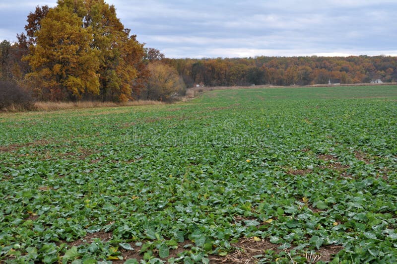Winter Rapeseed Field in Autumn Stock Image - Image of season, rural ...