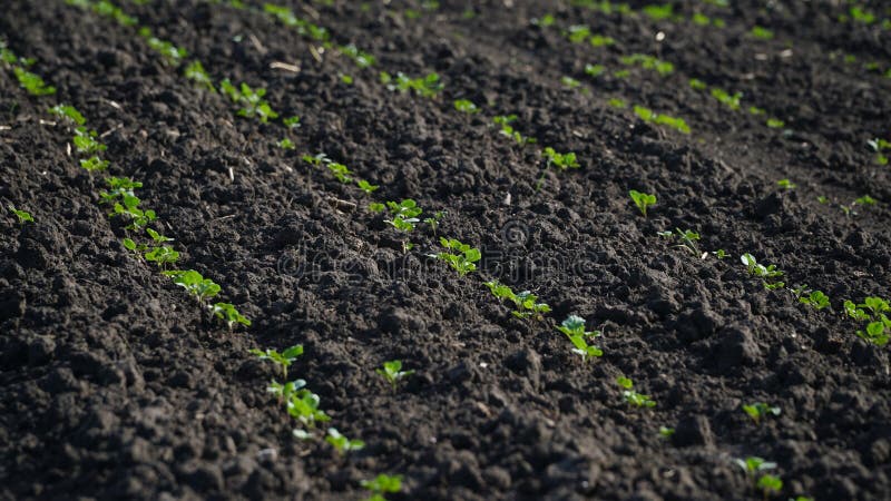 Winter Rapeseed Grows on the Farm Field. N Stock Photo - Image of ...