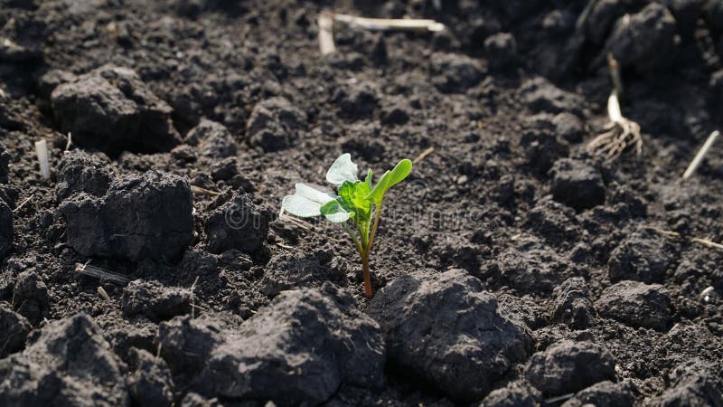 Winter Rapeseed Grows on the Farm Field. N Stock Photo - Image of field ...