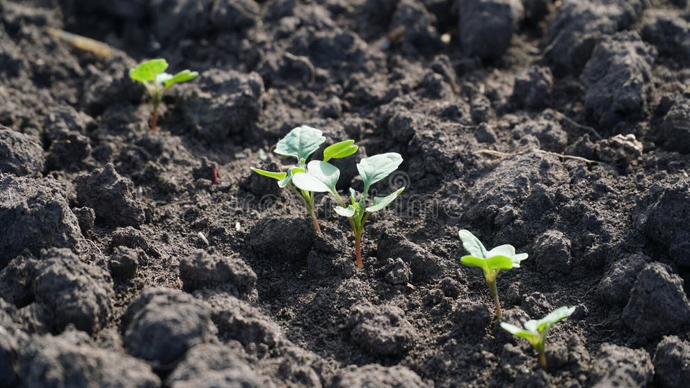 Winter Rapeseed Grows on the Farm Field. N Stock Image - Image of ...