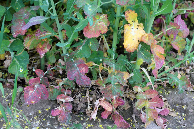 Winter Rapeseed Plants during Vegetation with Visible Nutrient ...