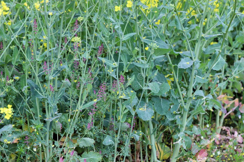 Winter Rapeseed Plants during Vegetation with Weeds Visible Stock Photo ...