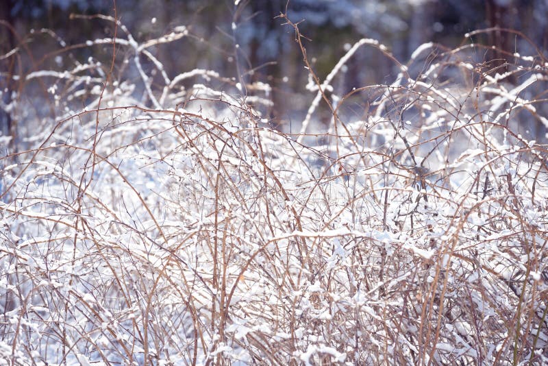 Winter Raspberry Branches Covered with Snow. Frozen Raspberry Bush ...
