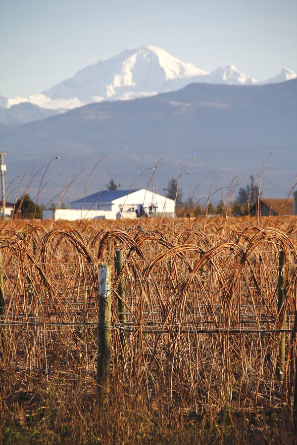 Winter Raspberry Acreage stock photo. Image of dormant - 29769802