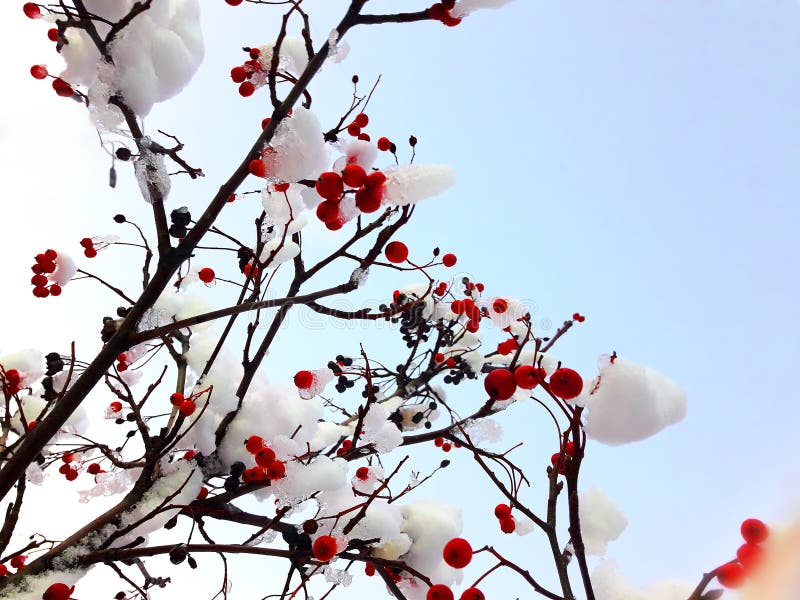 Winter Red Berries Covered with Snow. Stock Photo - Image of frosty ...