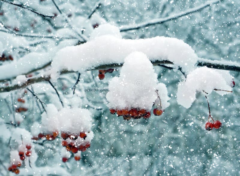 Red Berries with Snow on Them by Lake Stock Image - Image of frozen ...