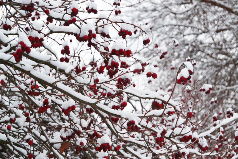 Winter Red Berries on a Tree Under Snow Stock Photo - Image of fruit ...
