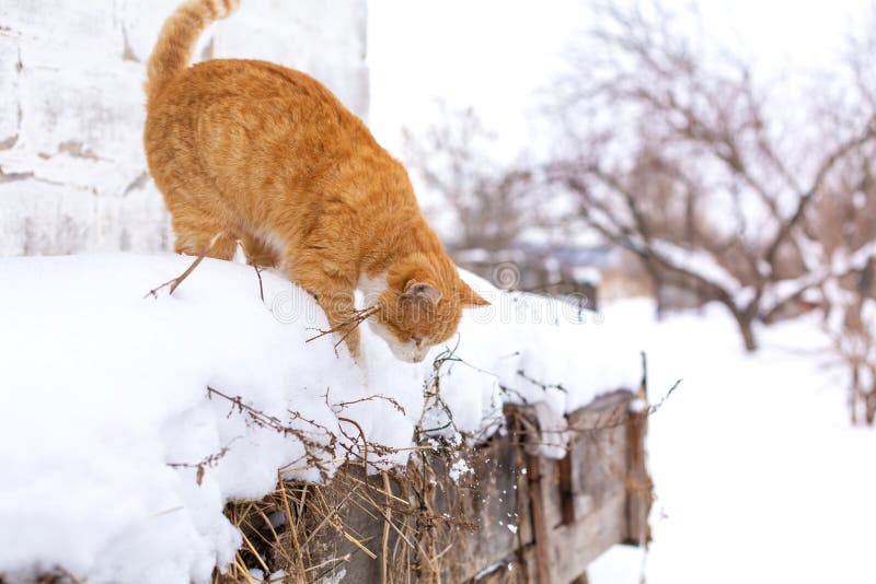 Winter. Red Cat Jumping in the Snow Stock Image - Image of december ...