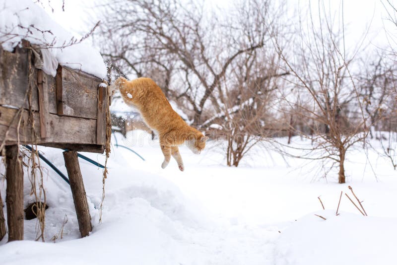Winter. Red Cat Jumping in the Snow Stock Image - Image of christmas ...