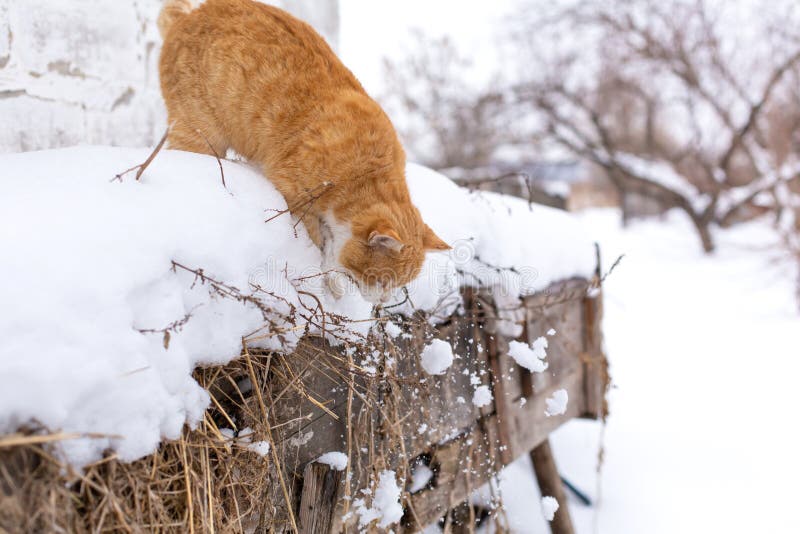 Winter. Red Cat Jumping in the Snow Stock Photo - Image of outdoor ...