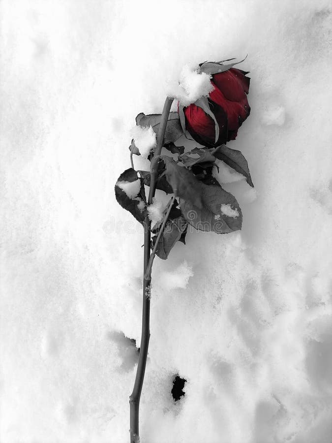 Winter red rose stock photo. Image of snow, white, winter - 236730316
