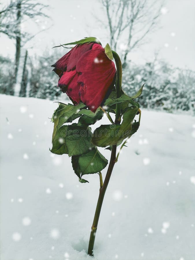 Winter red rose stock image. Image of branch, bouquet - 236730329