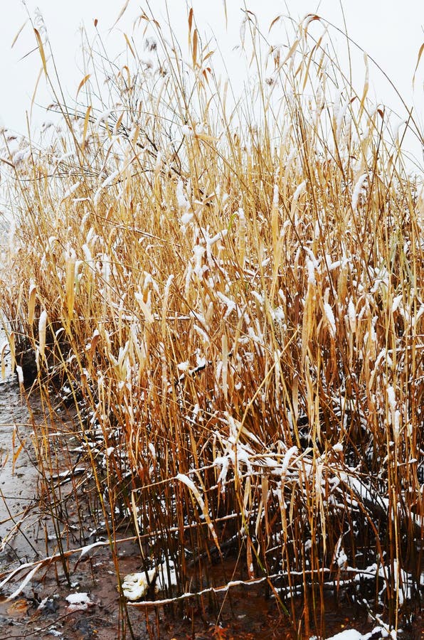 Winter reed stock image. Image of branch, pond, cane - 28464877