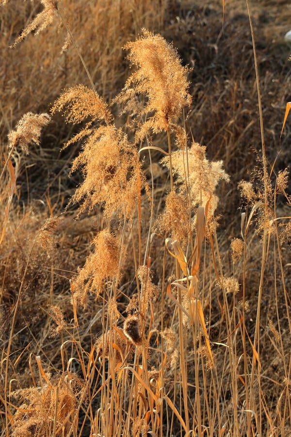 Reeds in winter stock photo. Image of sunset, setting - 216826948