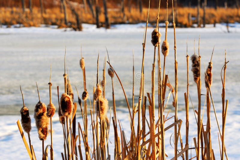 Withered Reeds in the Snow. Stock Photo - Image of snow, light: 168694646