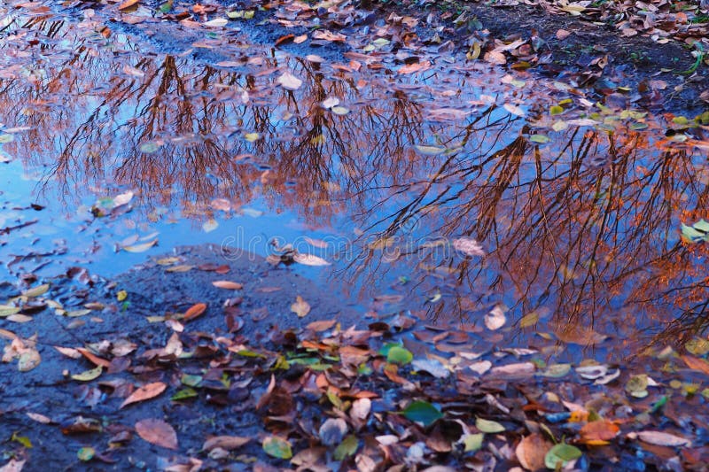 Trees Reflecting In Puddle Of Rain Water Stock Image - Image of weather ...