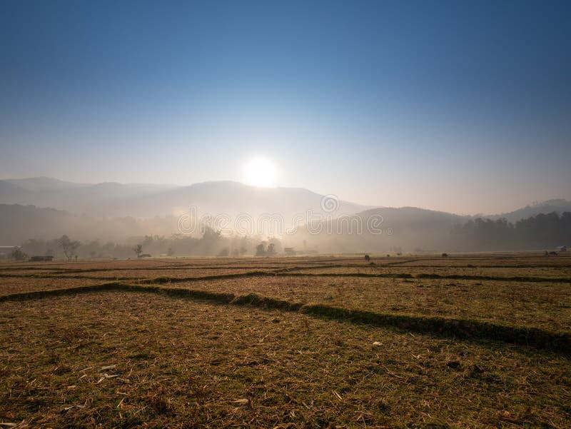 During the Winter of the Rice Fields Behind the Sunrise Stock Photo ...