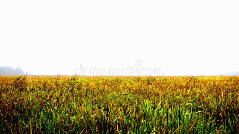 Winter rice field detail stock image. Image of asia, culture - 405447