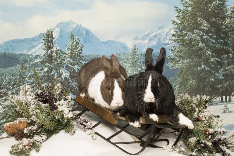 Easter bunny stock photo. Image of happy, beautiful, mammal - 97418352