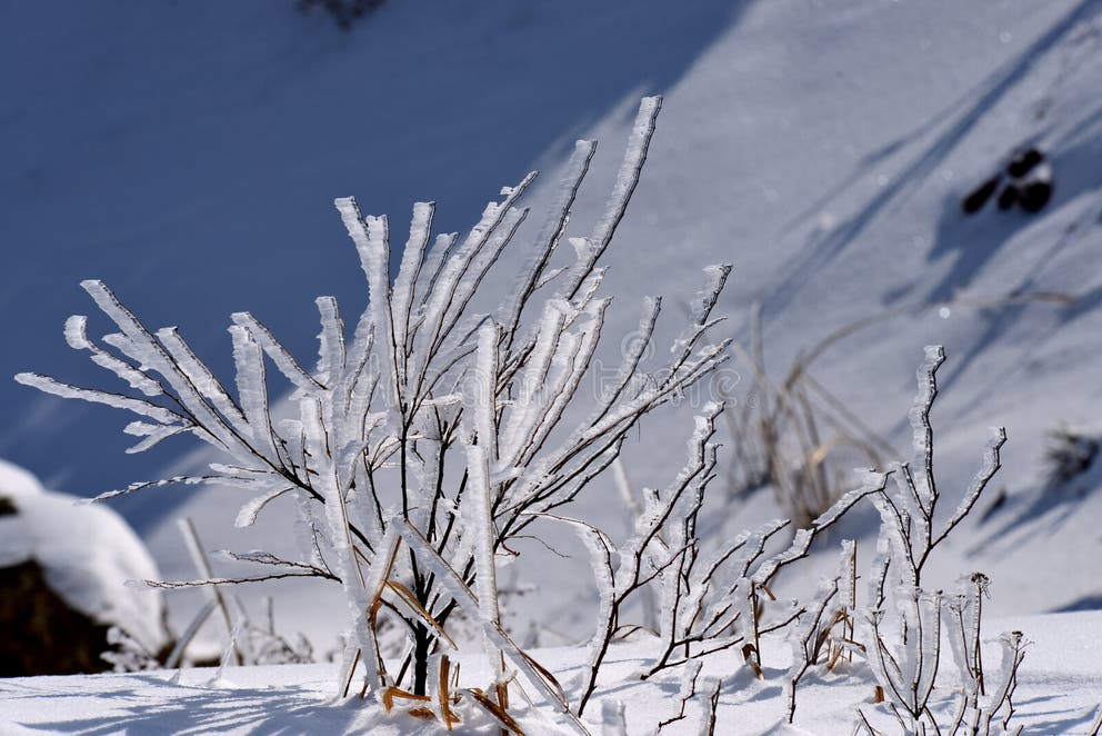 Winter rime stock image. Image of snow, mountian, newfallen - 29421579